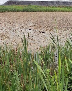 Soil, Silt, Mitigation - Wills Bros